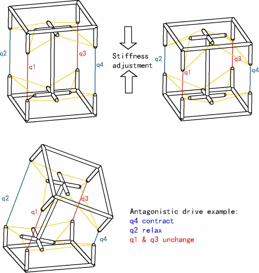 A wrist-inspired suspended tubercle-type tensegrity joint with variable ...
