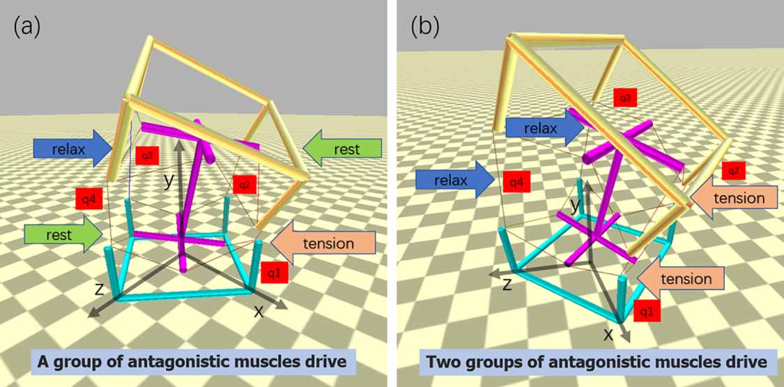 A wrist-inspired suspended tubercle-type tensegrity joint with variable ...