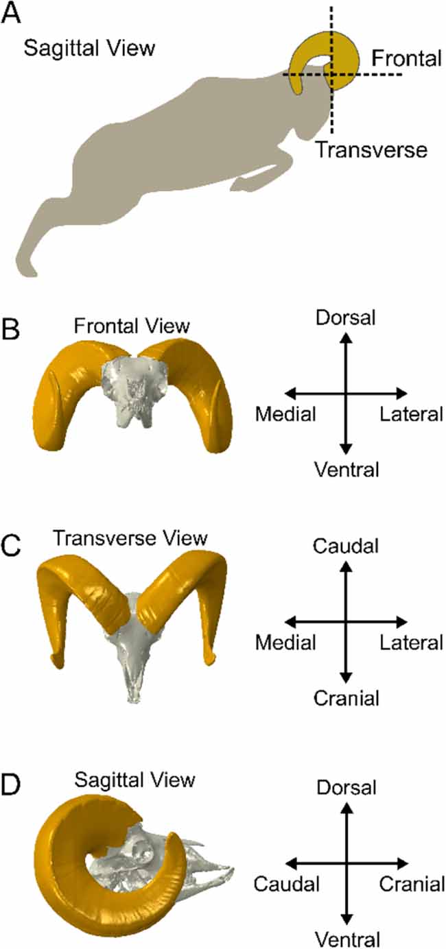 How the geometry and mechanics of bighorn sheep horns mitigate the ...