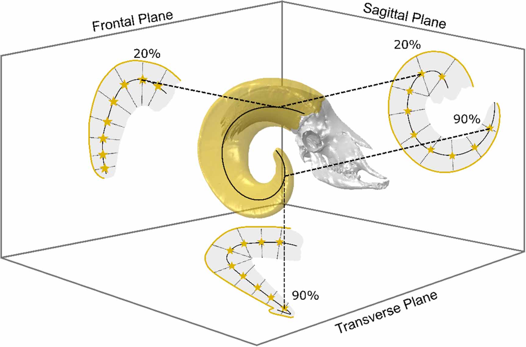 How the geometry and mechanics of bighorn sheep horns mitigate the ...