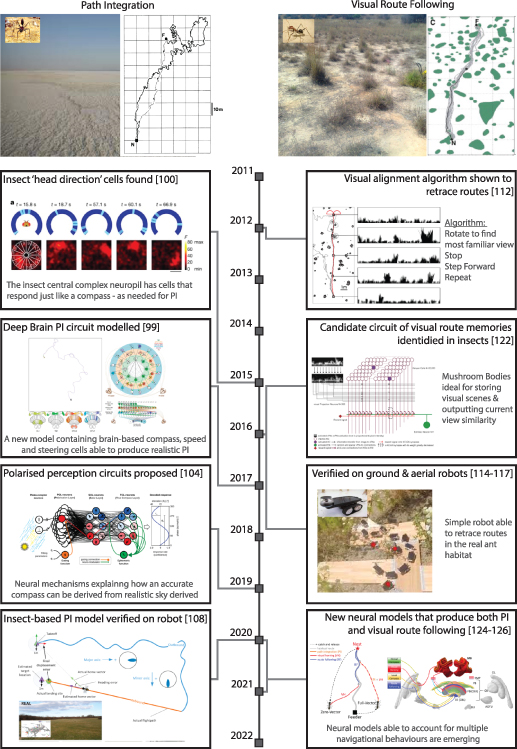 A virtuous cycle between invertebrate and robotics research ...