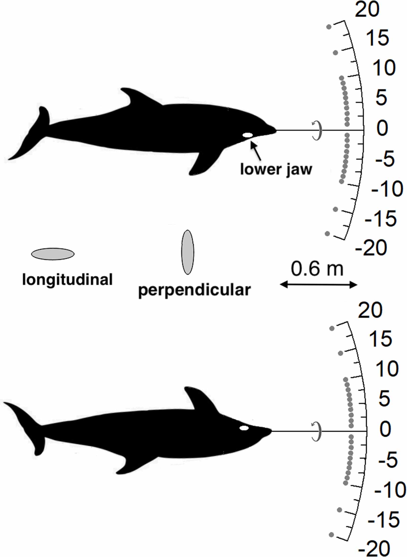 Does rotation increase the acoustic field of view? Comparative models ...