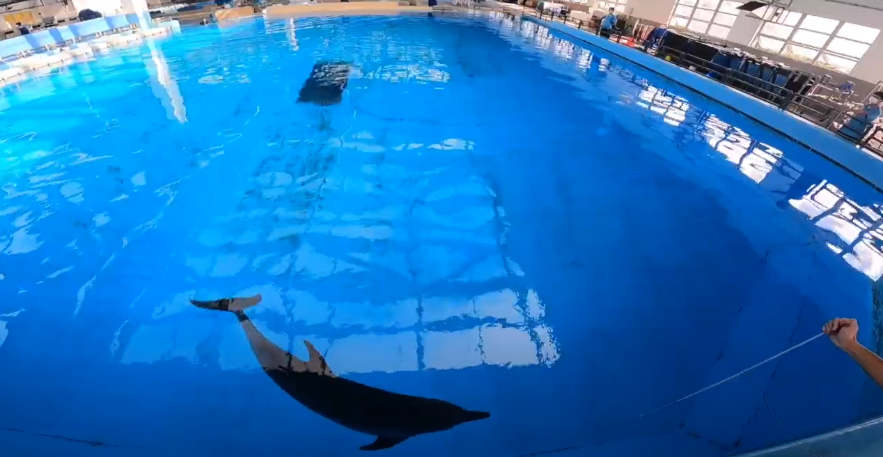 Does rotation increase the acoustic field of view? Comparative models ...