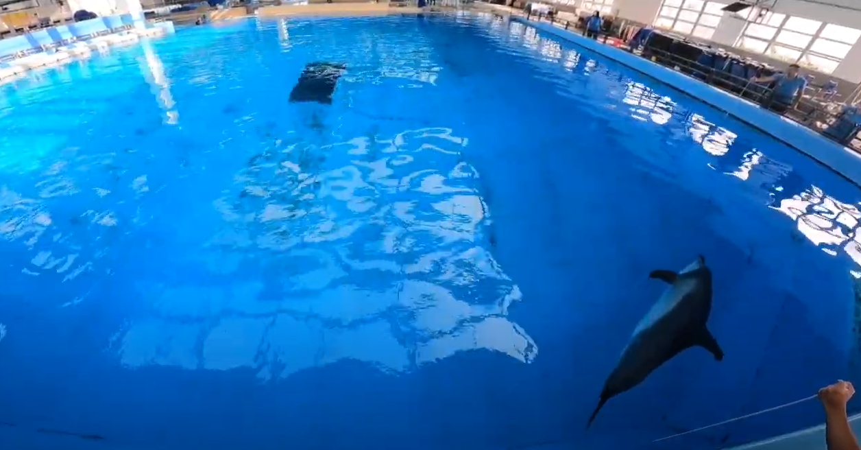 Does rotation increase the acoustic field of view? Comparative models ...