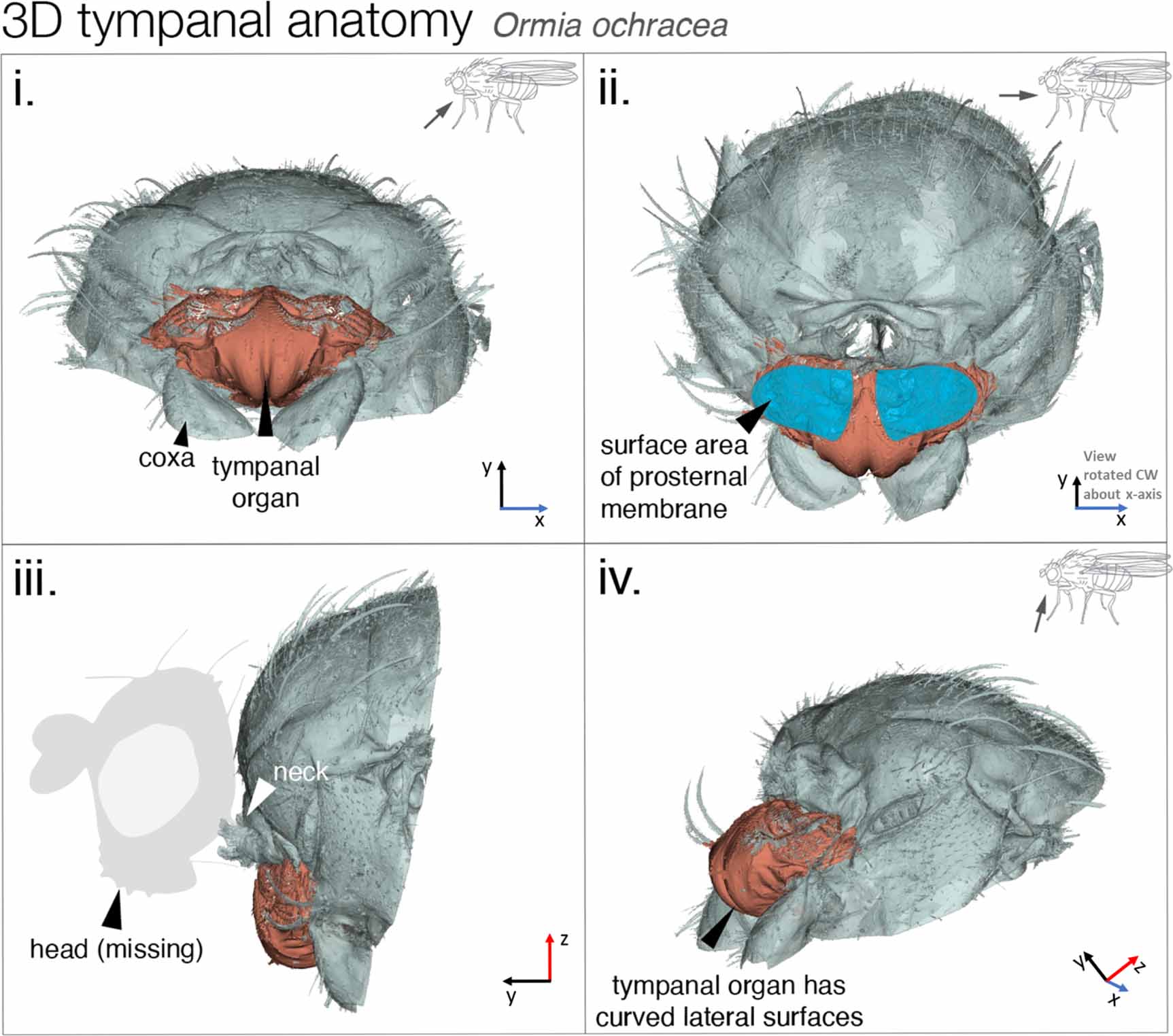 Reconsidering tympanal-acoustic interactions leads to an improved model ...