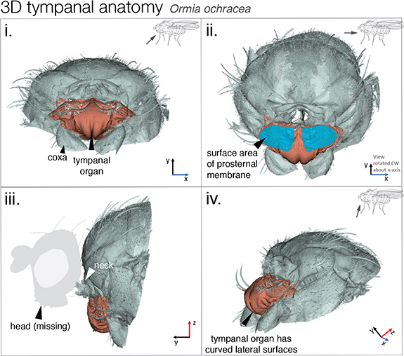 Reconsidering tympanal-acoustic interactions leads to an improved model ...
