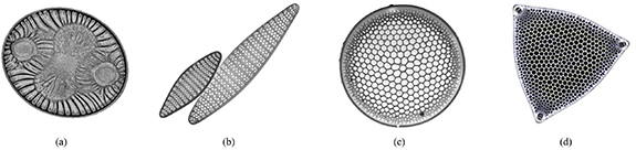 Diatom-inspired stiffness optimization for plates and cellular solids ...