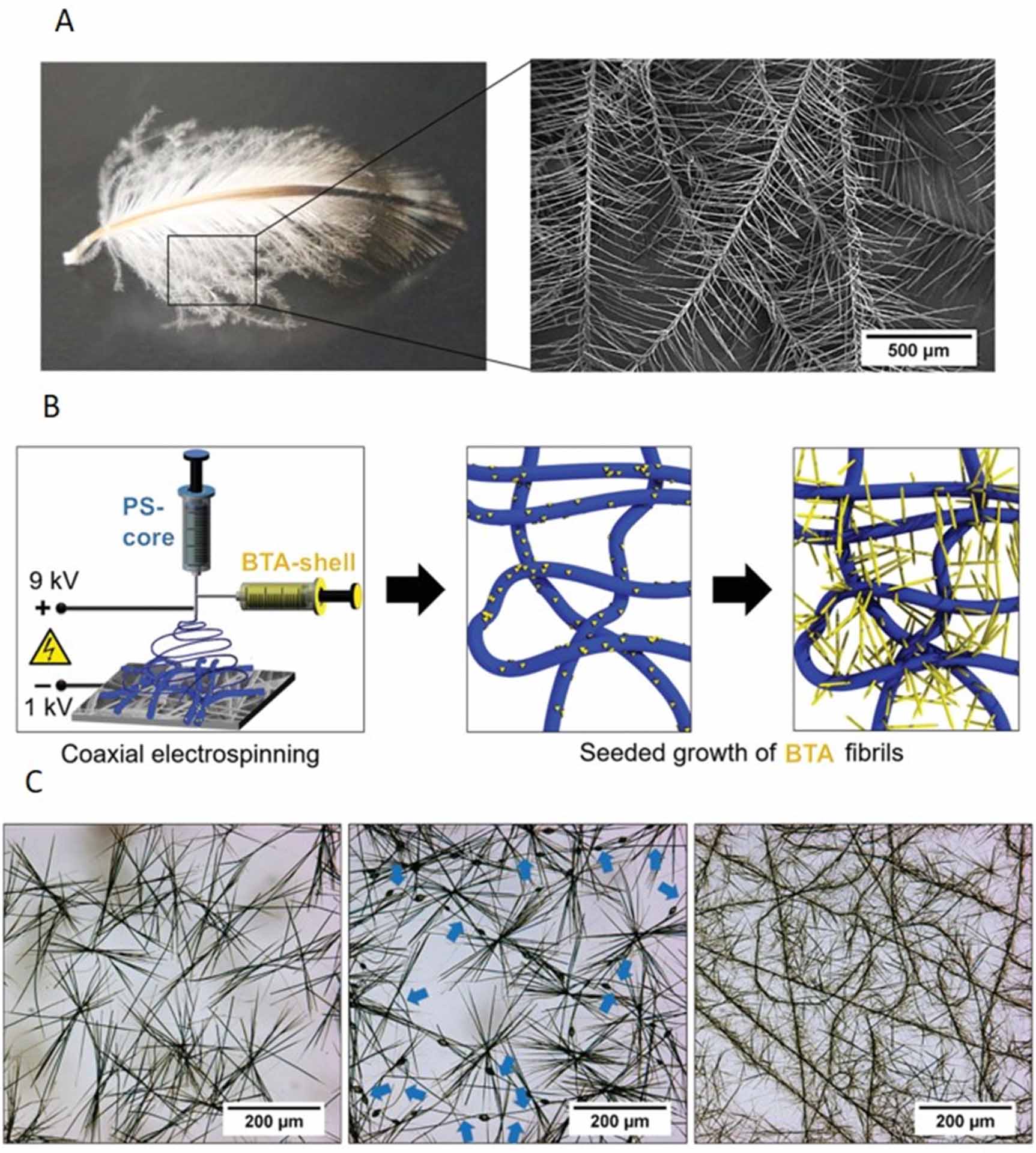 Biomimetic polymer fibers—function by design - IOPscience