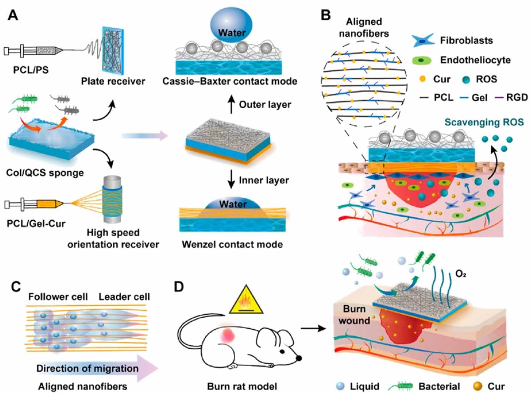 Biomimetic polymer fibers—function by design - IOPscience