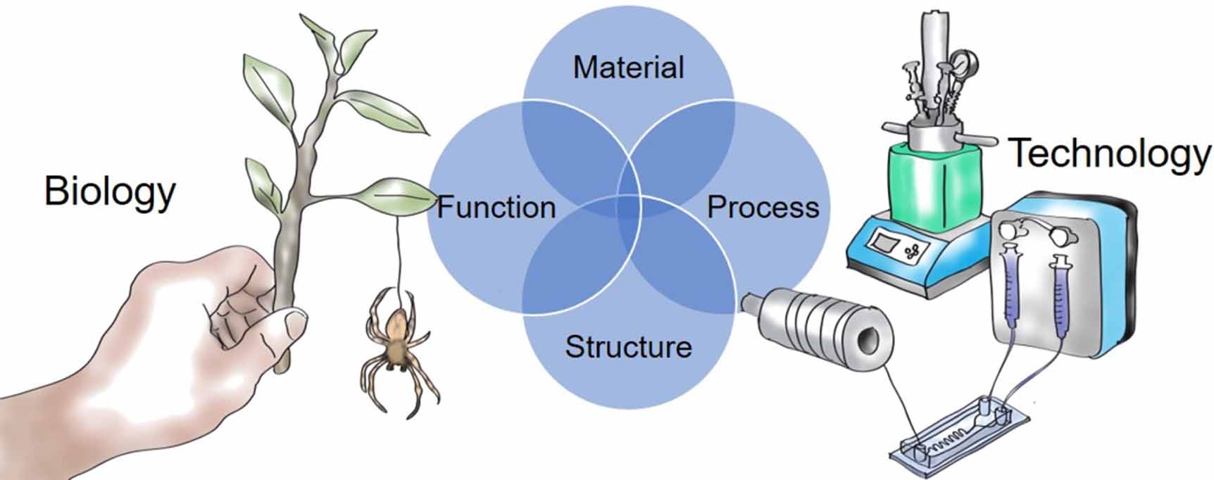 Biomimetic polymer fibers—function by design - IOPscience
