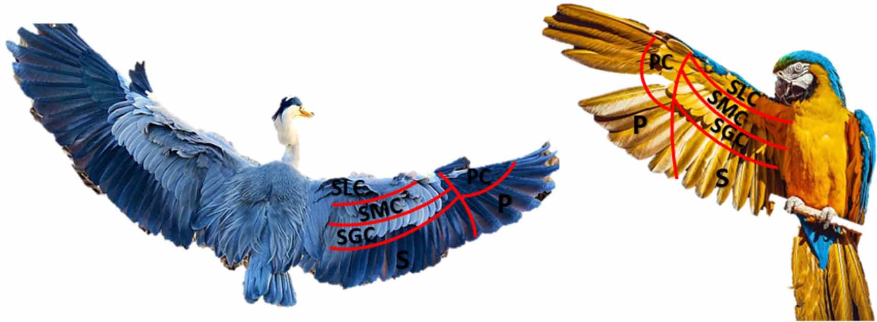 Covert-inspired flaps: an experimental study to understand the ...