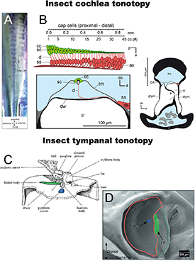 Review of the applications of principles of insect hearing to ...
