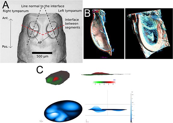 Review of the applications of principles of insect hearing to ...
