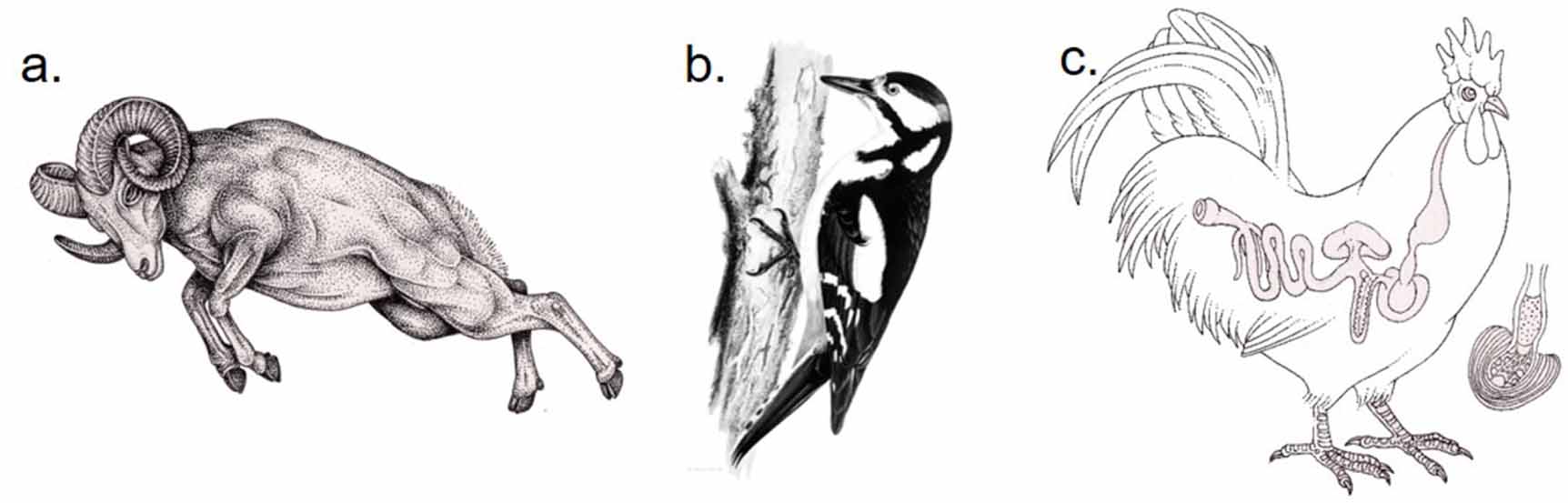 Biology for biomimetics I: function as an interdisciplinary bridge in ...