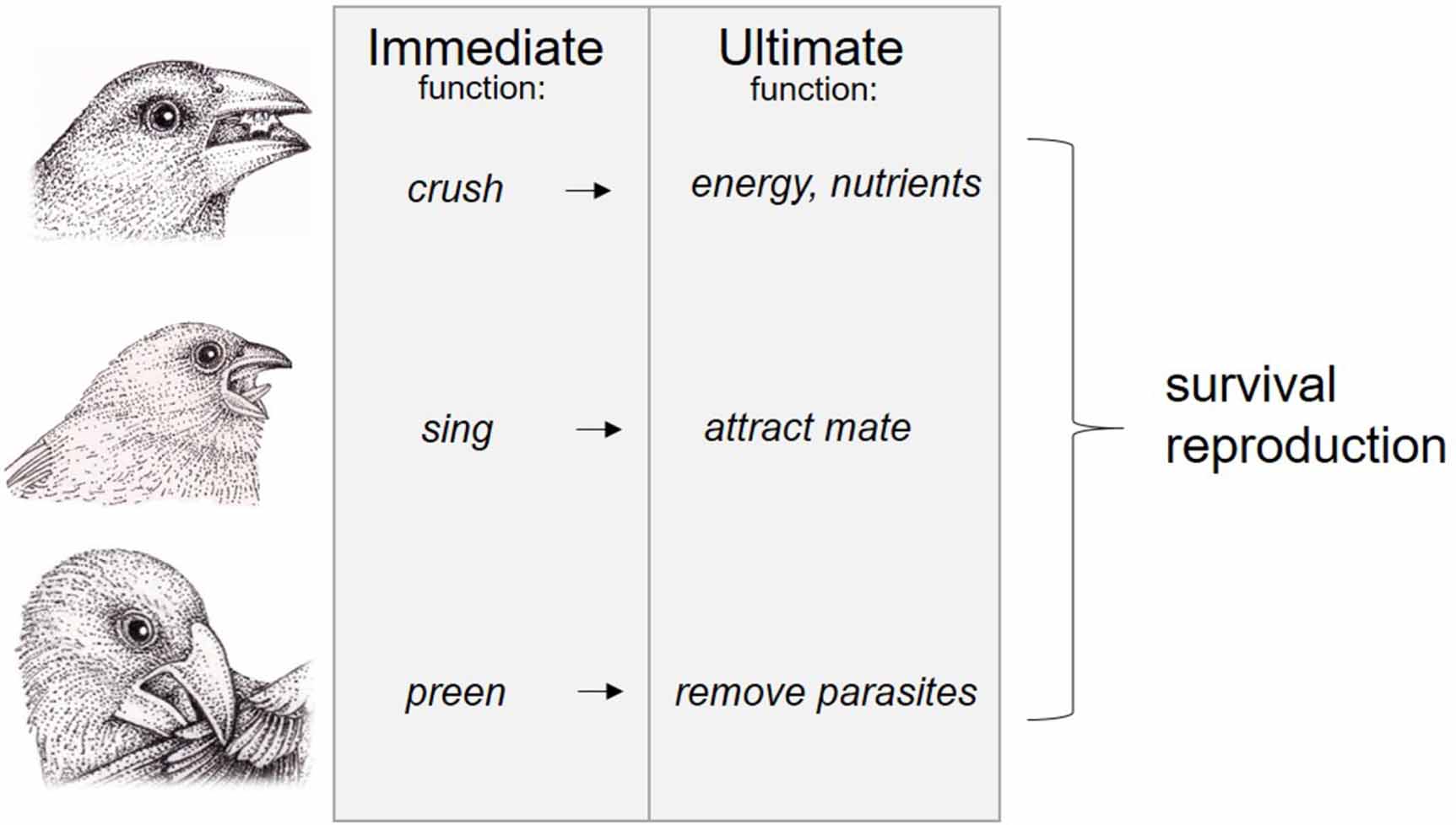 Biology for biomimetics I: function as an interdisciplinary bridge in ...