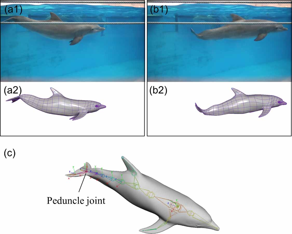 Thrust generation and propulsive efficiency in dolphin-like swimming ...