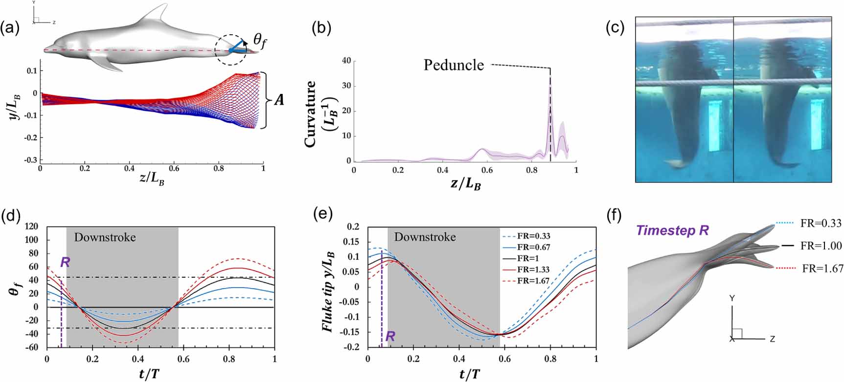 Thrust generation and propulsive efficiency in dolphin-like swimming ...