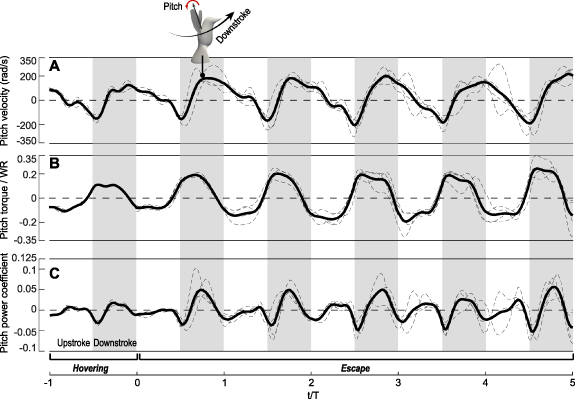 Active wing-pitching mechanism in hummingbird escape maneuvers - IOPscience