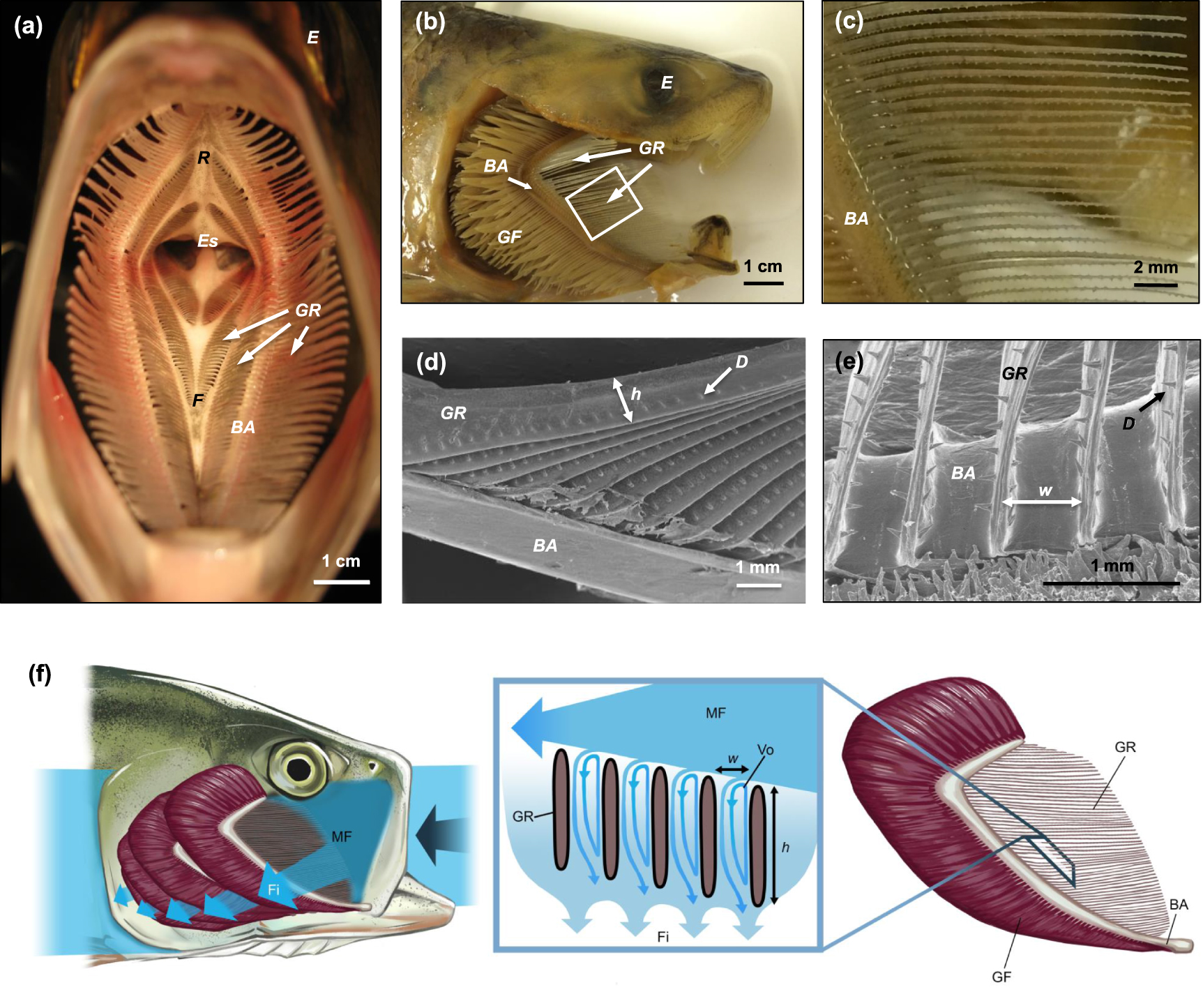 Biomimetic models of fish gill rakers as lateral displacement arrays ...