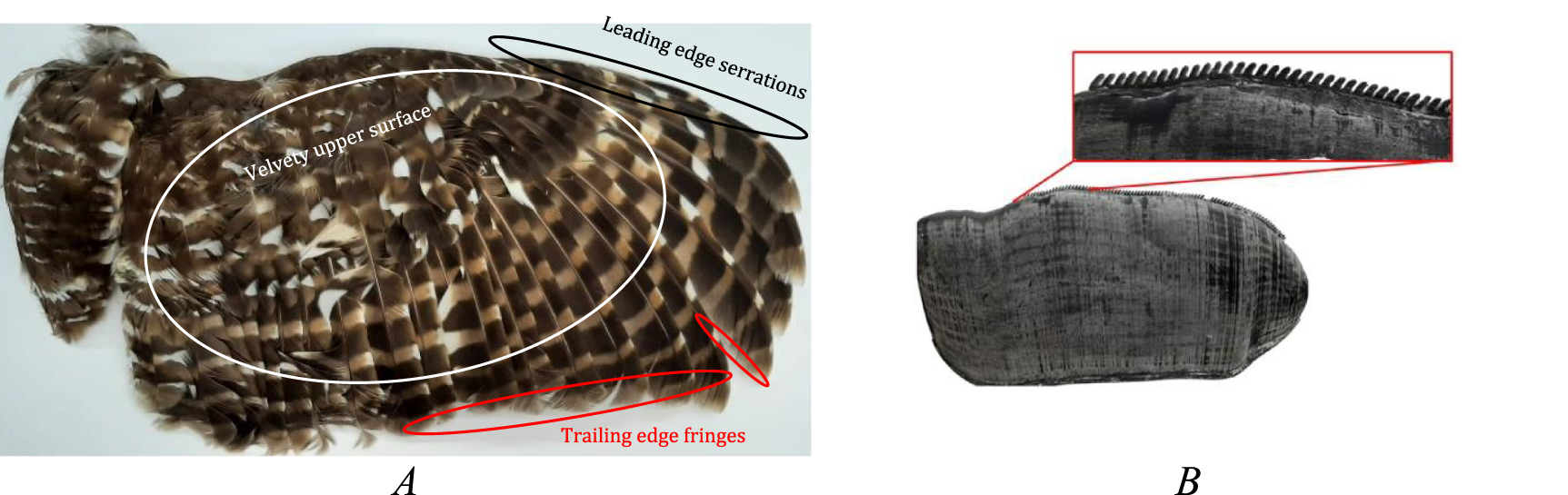 The role of leading-edge serrations in controlling the flow over owls ...