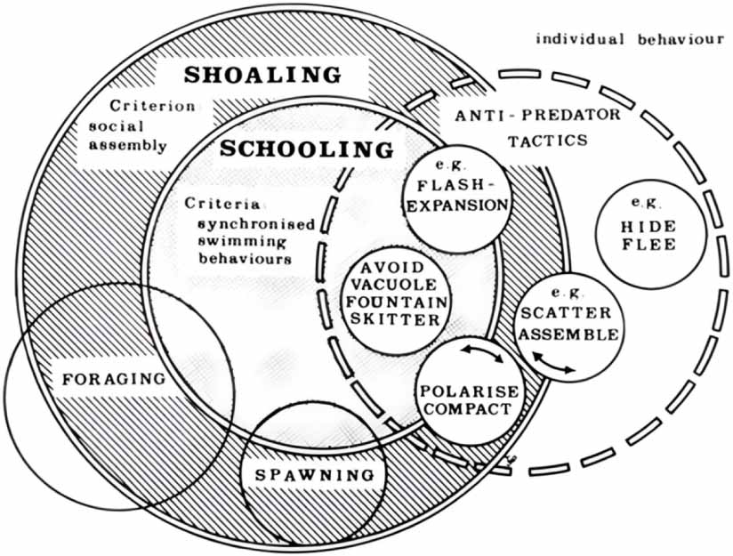 Fish-inspired robotic algorithm: mimicking behaviour and communication ...