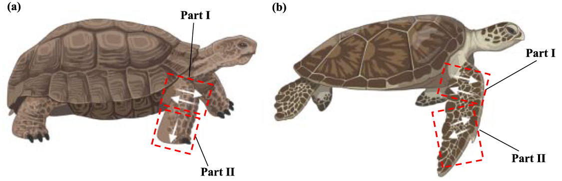 Fully 3D-printed tortoise-like soft mobile robot with muti-scenario ...