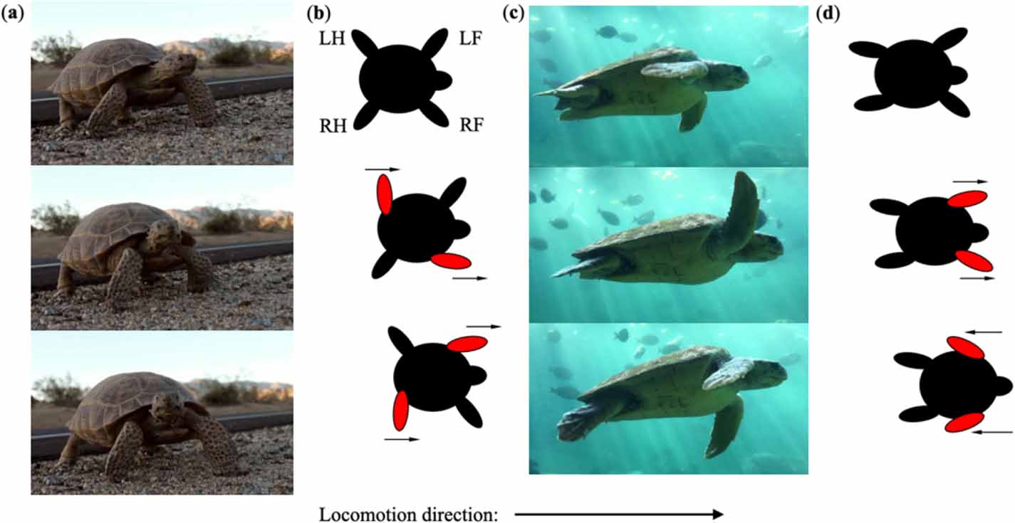 Fully 3D-printed tortoise-like soft mobile robot with muti-scenario ...