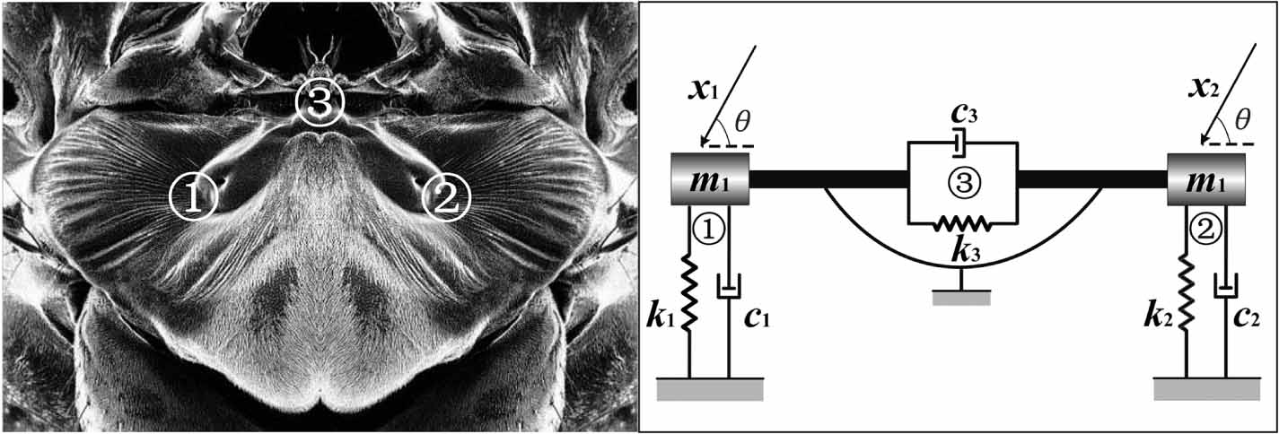 Biologically inspired virtual aperture extension method of small ...