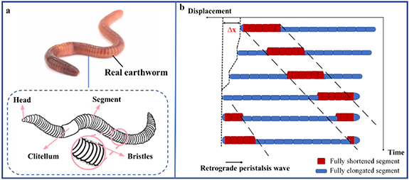 Multimodal steerable earthworm-inspired soft robot based on vacuum and ...