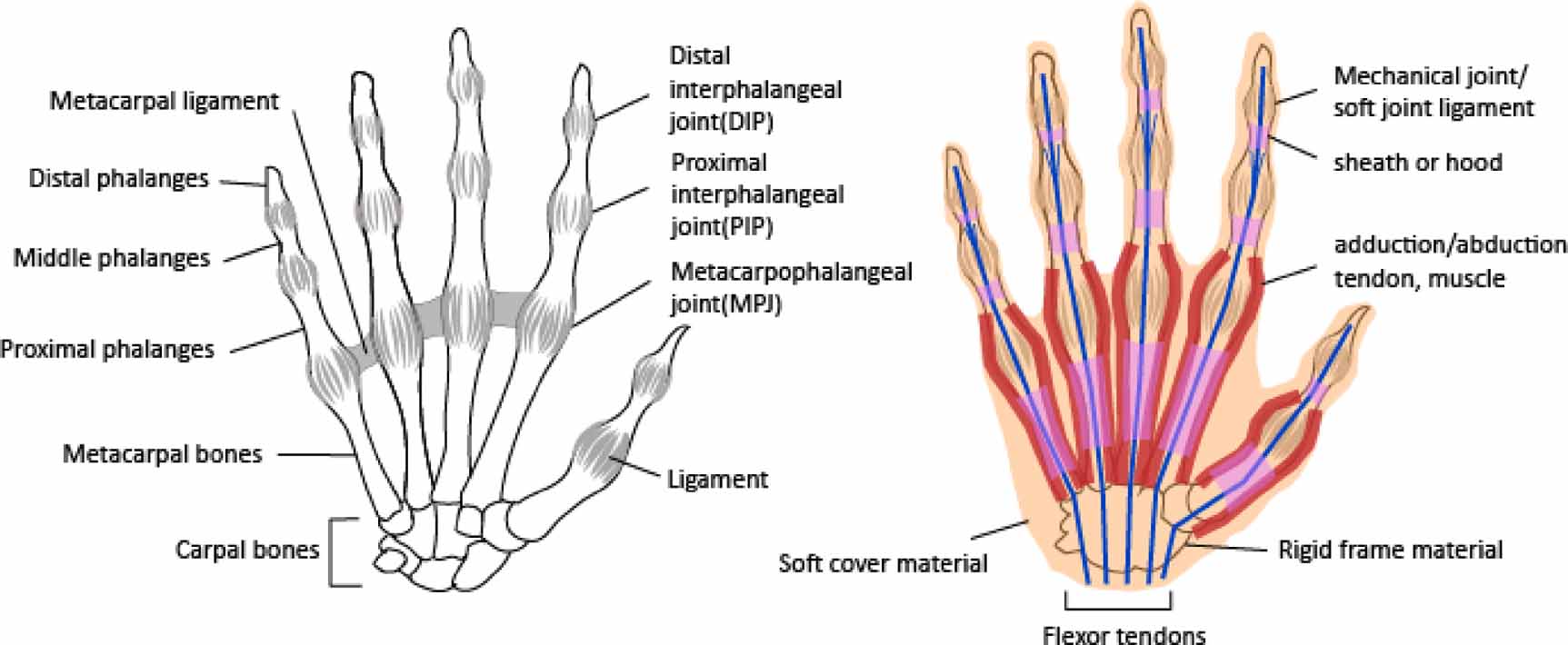 Journey from human hands to robot hands: biological inspiration of ...