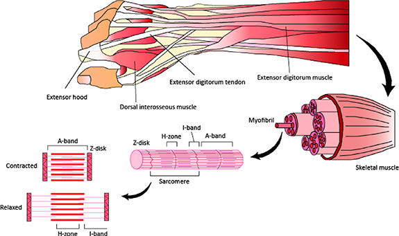 Journey from human hands to robot hands: biological inspiration of ...