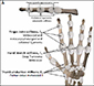 Journey from human hands to robot hands: biological inspiration of ...