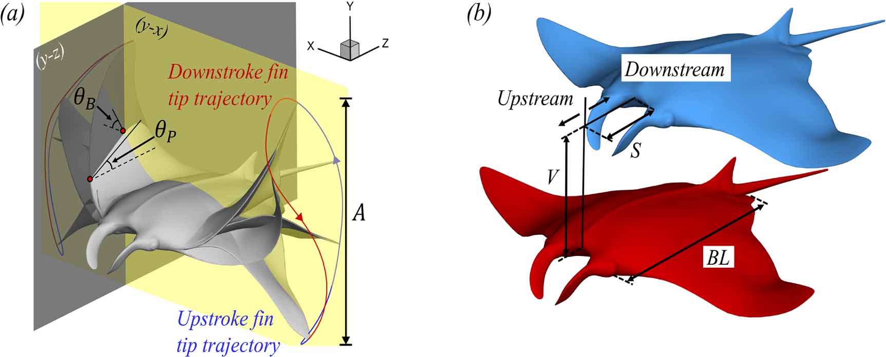 Hydrodynamic analysis of fin–fin interactions in two-manta-ray ...
