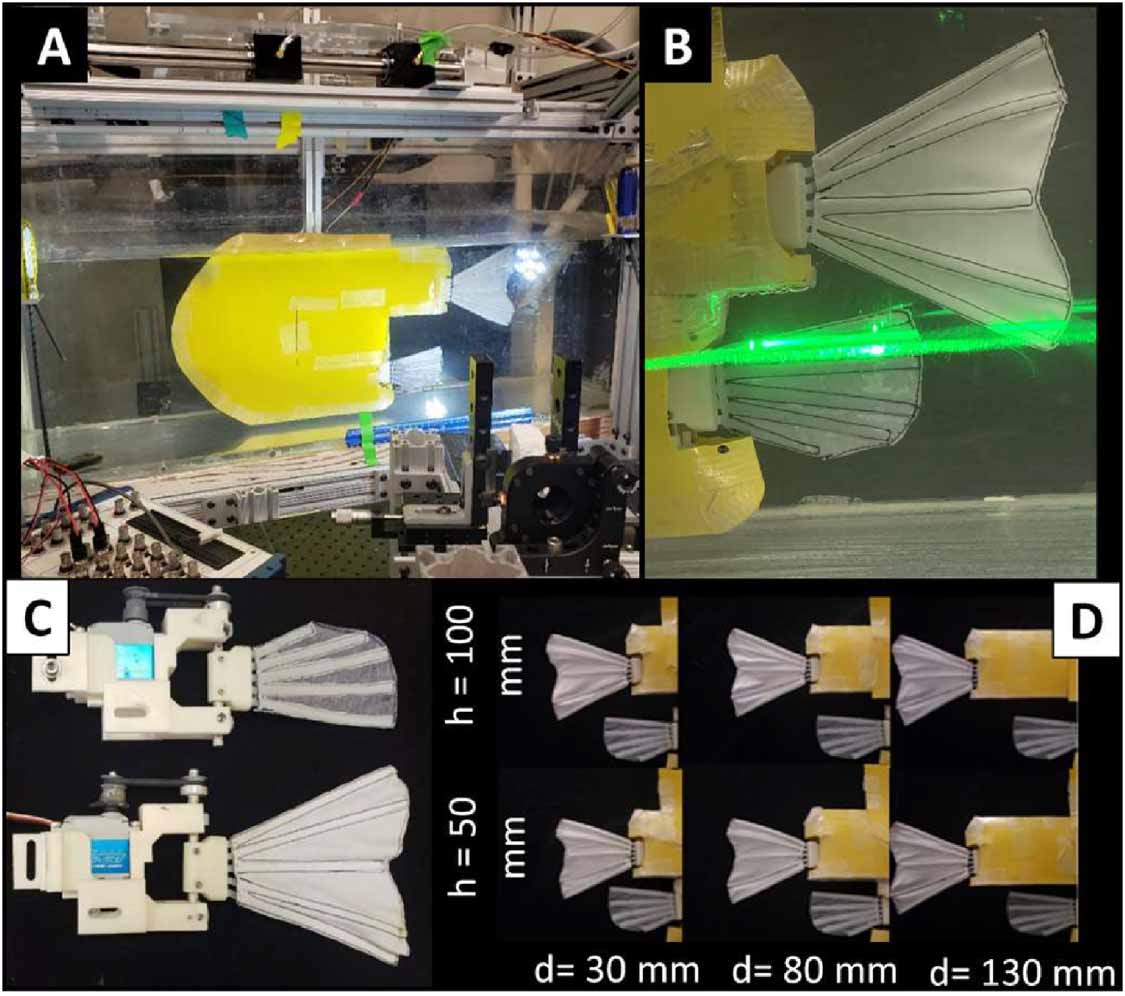 Fish robotics: multi-fin propulsion and the coupling of fin phase ...