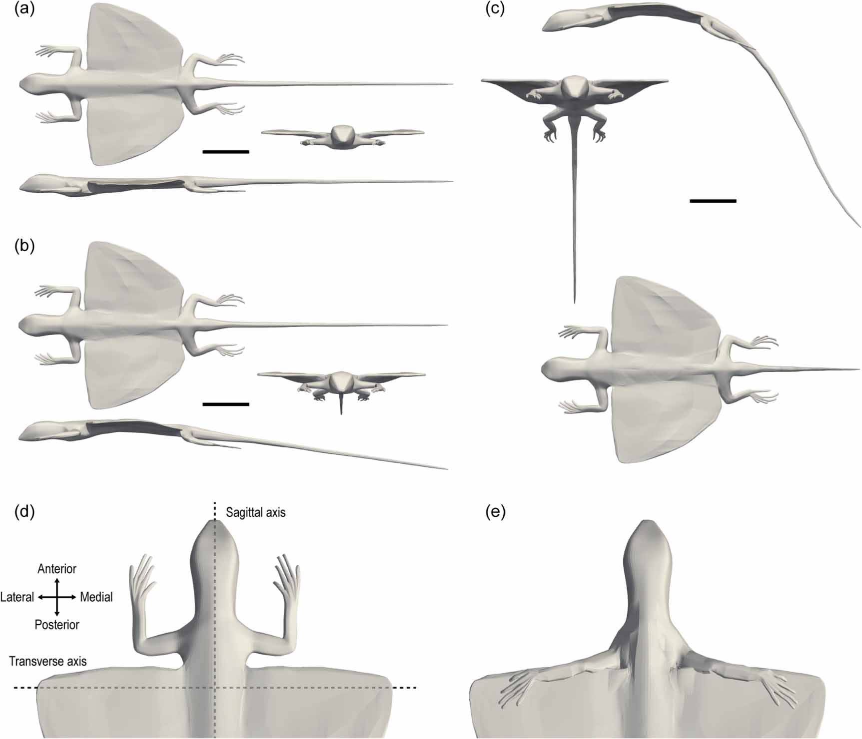 Draco Volans Diagram