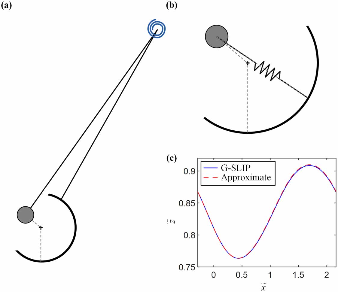 The generalized spring-loaded inverted pendulum model for analysis of ...