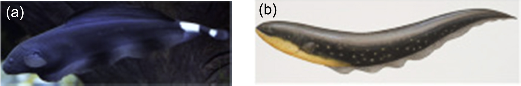 Bioinspiration and biomimetics in marine robotics: a review on current ...