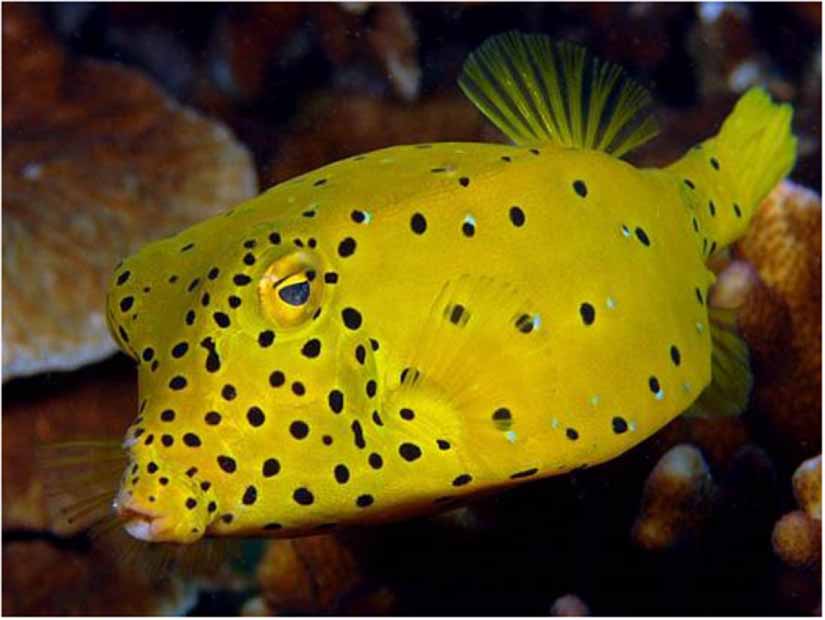 Bioinspiration and biomimetics in marine robotics: a review on current ...