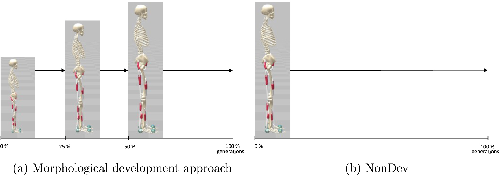 Enhancing stance robustness and jump height in bipedal muscle-actuated ...