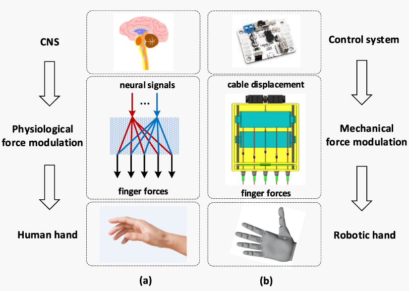 Towards humanlike grasp in robotic hands: mechanical implementation of ...