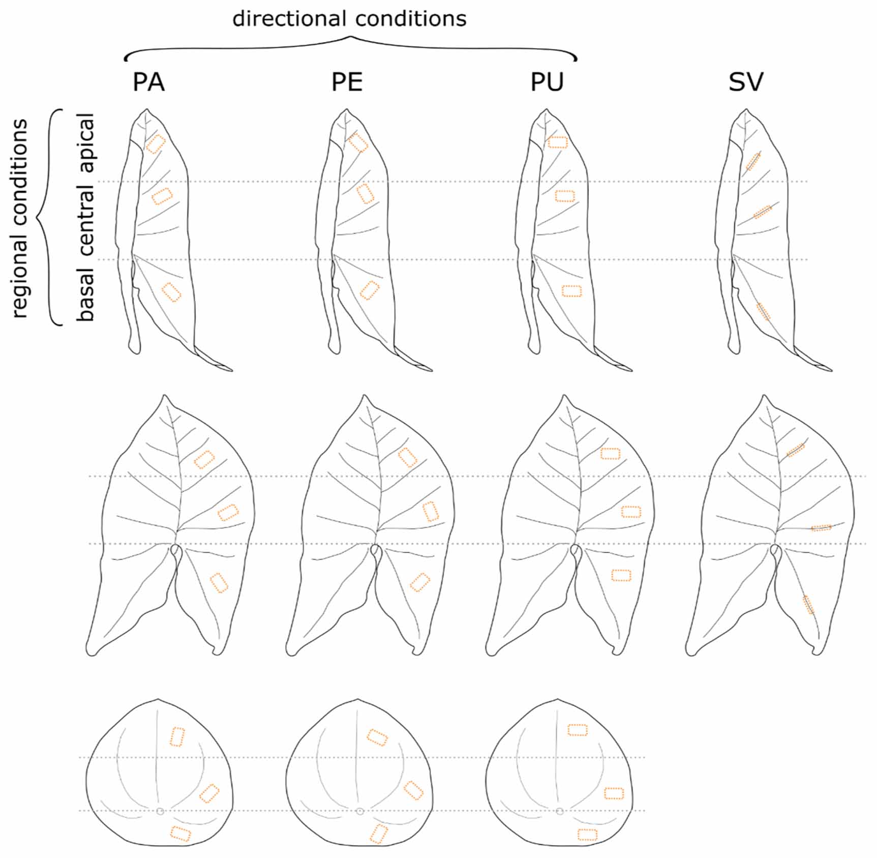 Leaf unfolding and lamina biomechanics in Syngonium podophyllum and ...