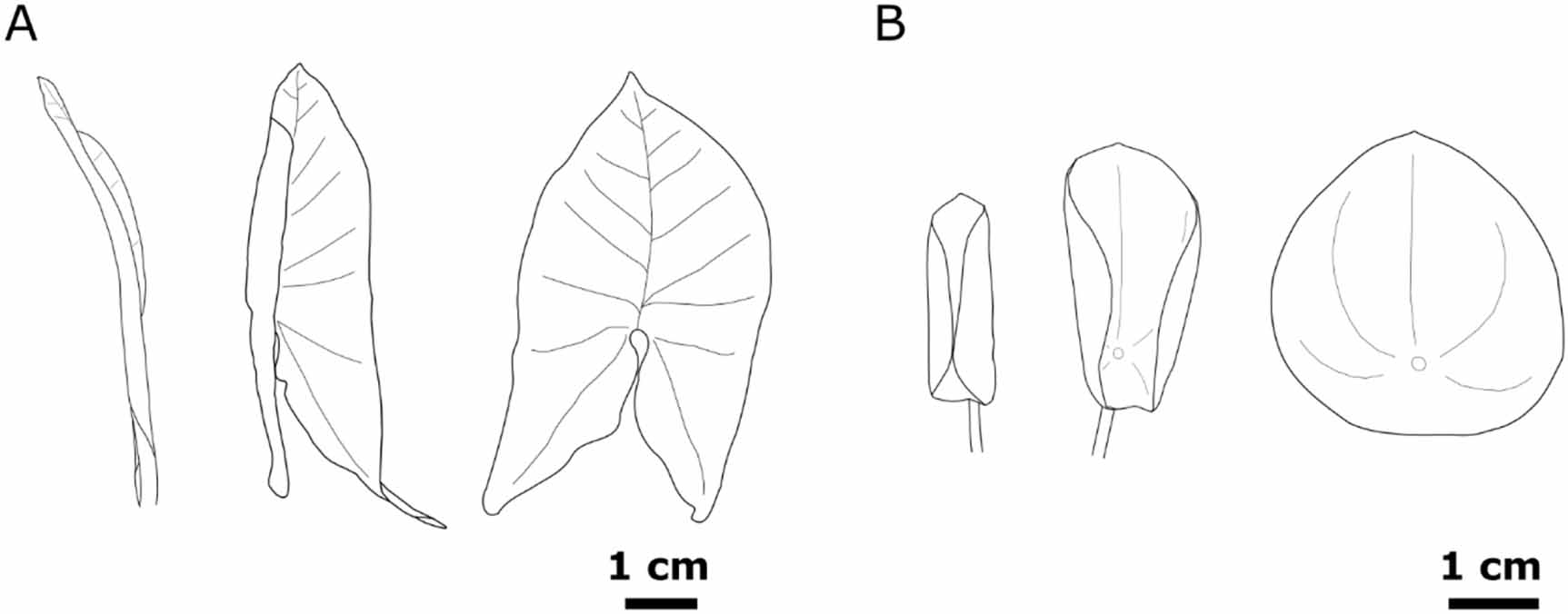 Leaf unfolding and lamina biomechanics in Syngonium podophyllum and ...