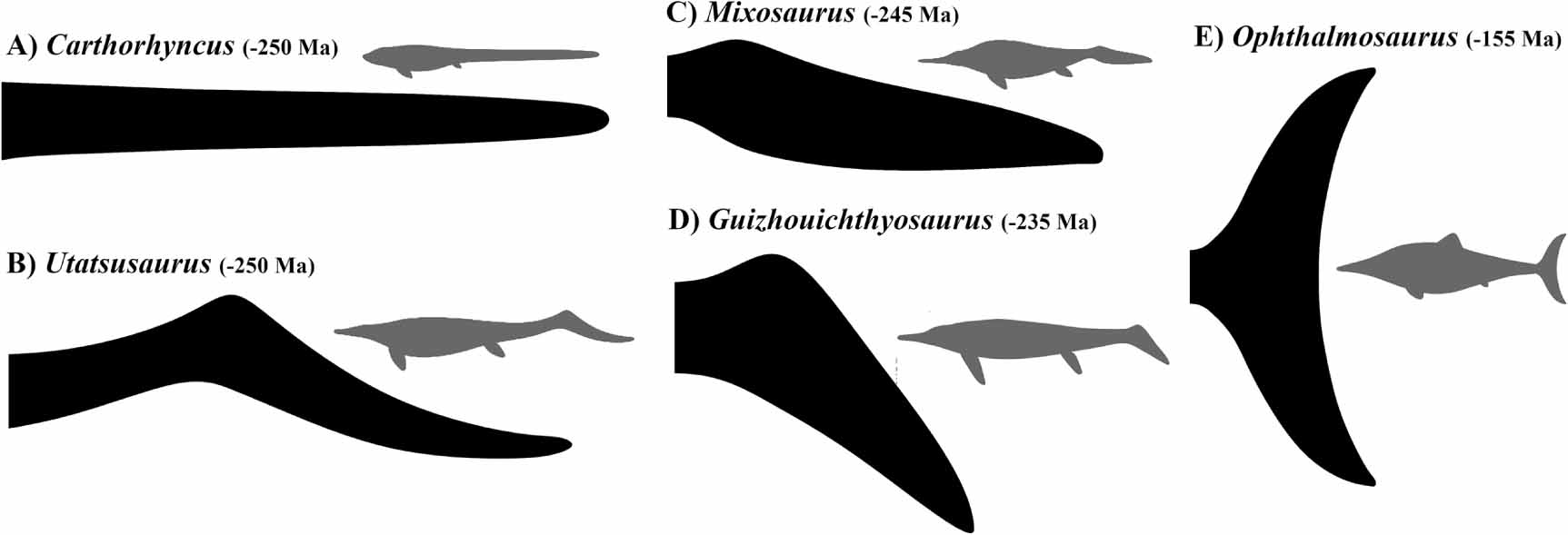 Asymmetric fin shape changes swimming dynamics of ancient marine ...