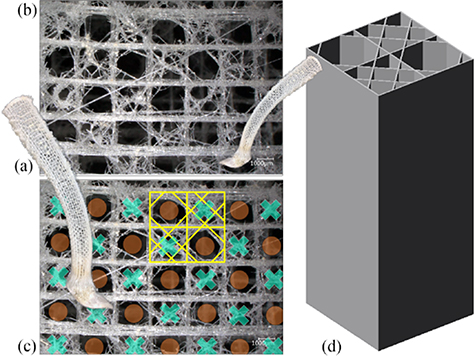 Bionic design of thin-walled bilinear tubes with excellent crashworthiness inspired by glass ...