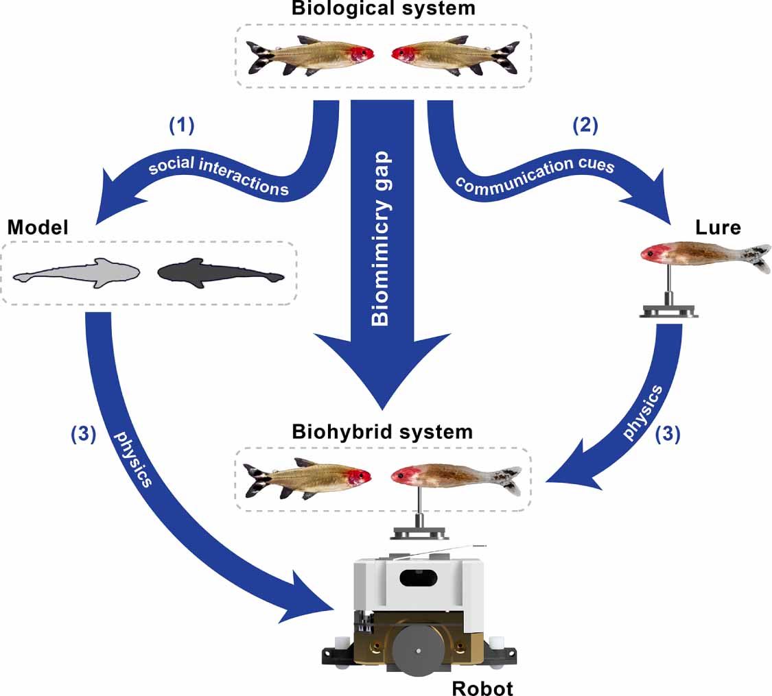 Quantifying the biomimicry gap in biohybrid robot-fish pairs - IOPscience