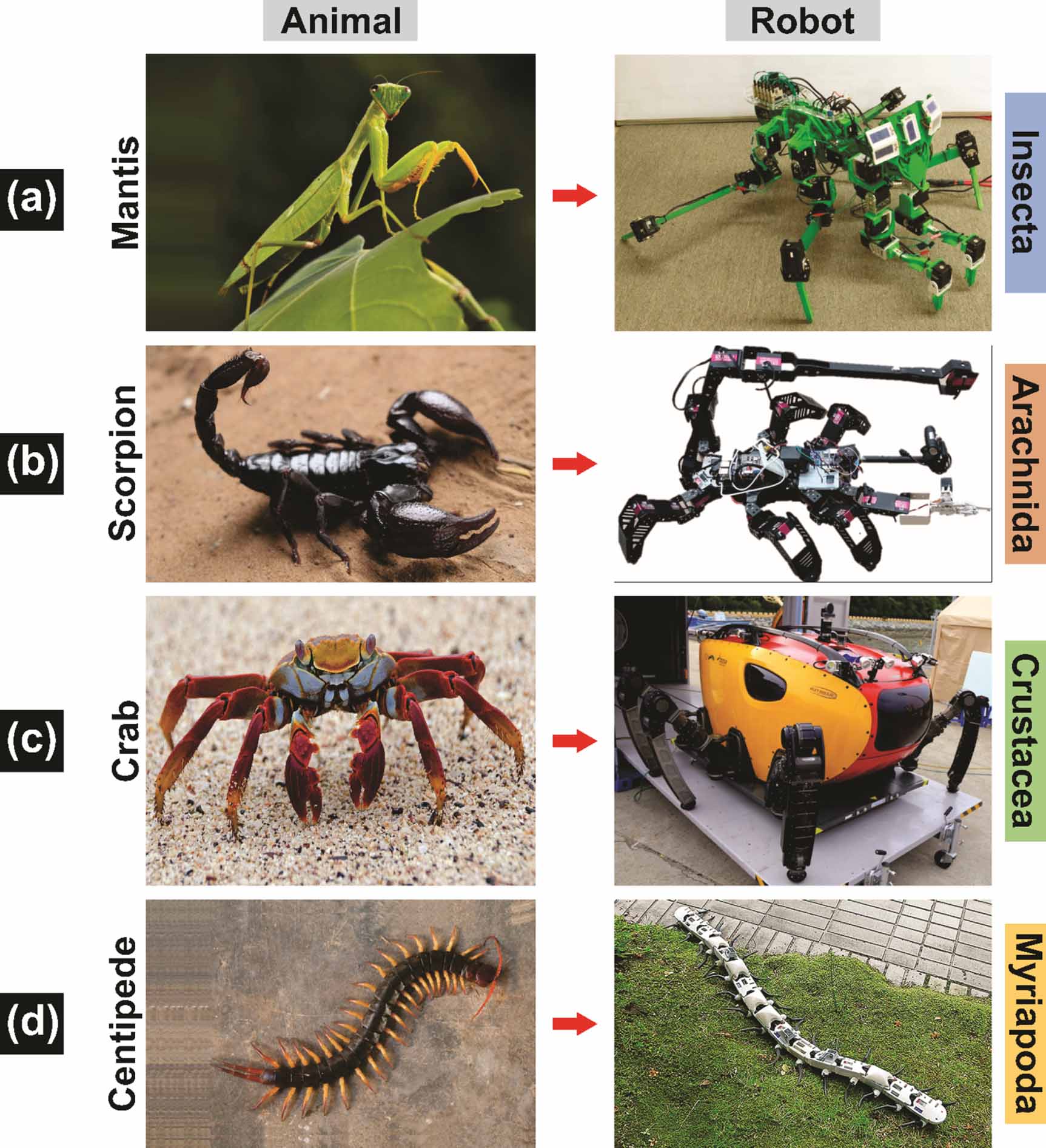 Bio-inspired design of hard-bodied mobile robots based on arthropod ...