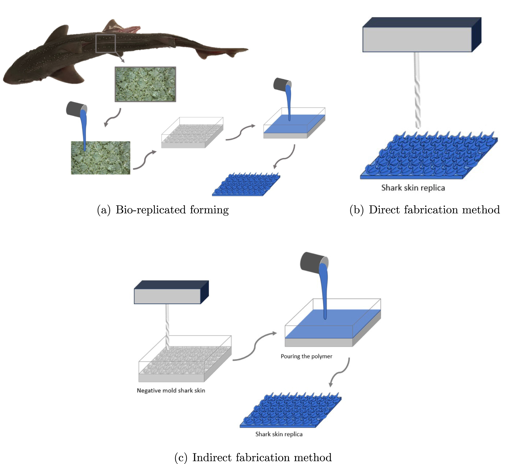 Characterization of shark skin properties and biomimetic replication ...