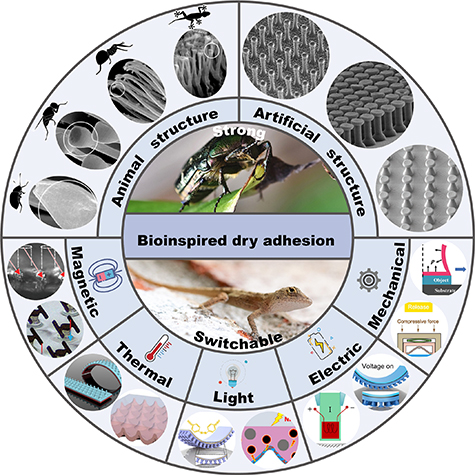 A review of bioinspired dry adhesives: from achieving strong adhesion ...