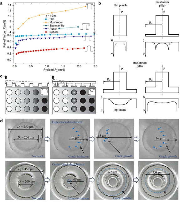 A review of bioinspired dry adhesives: from achieving strong adhesion ...