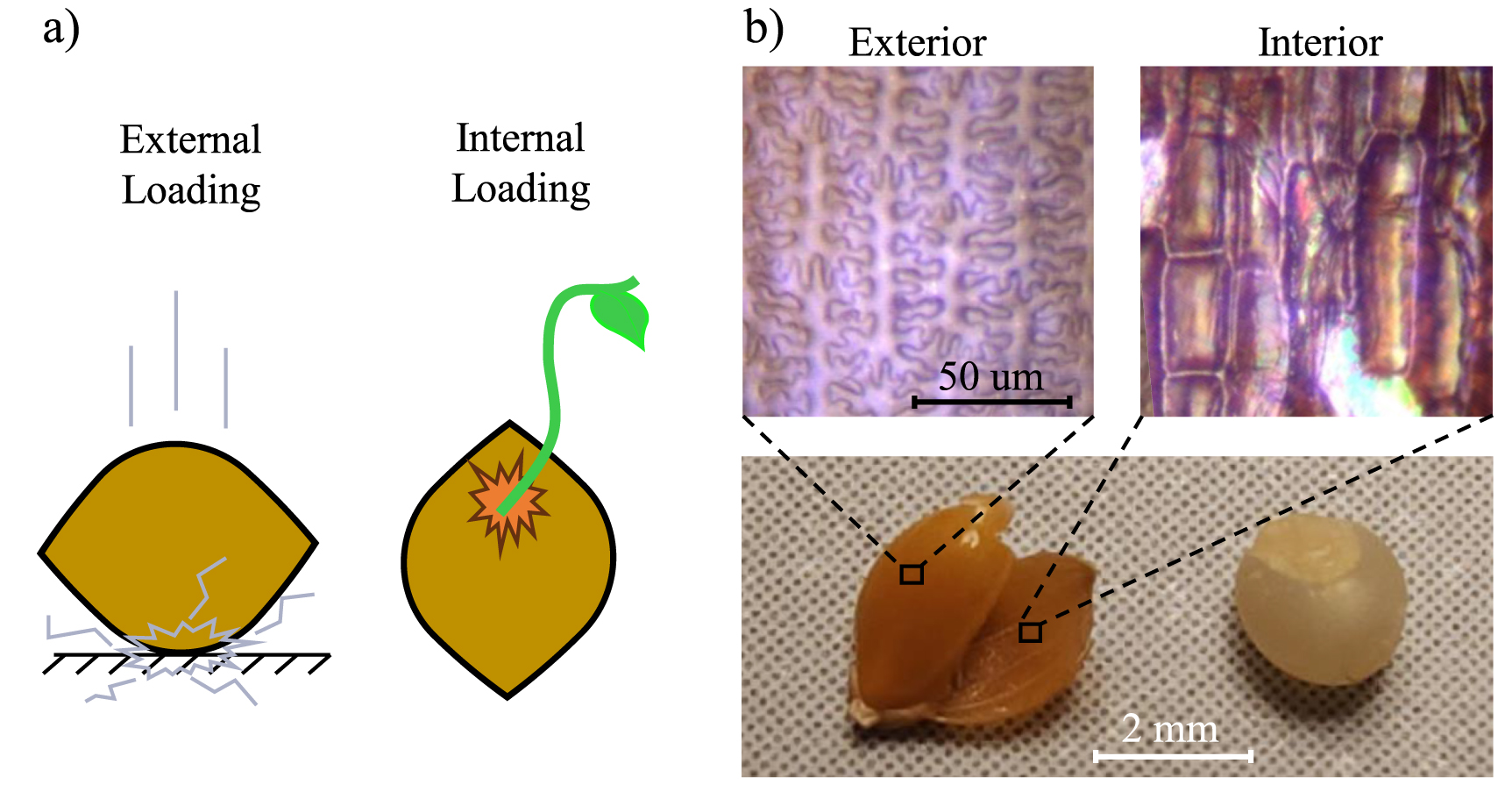 Direction-dependent bending resistance of 3D printed bio-inspired ...